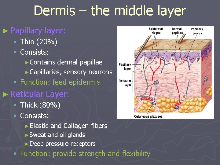 Seven Functions of Skin MechanicalChemical damage keratin toughens
