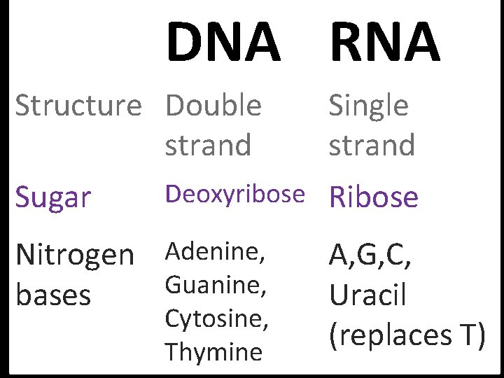RNA and Protein Synthesis 1 RNA ribonucleic acid