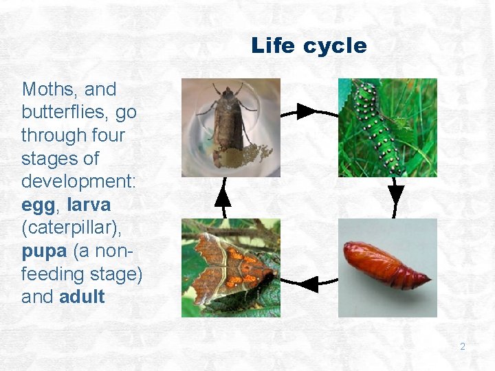 Patterns for Life Moths Adaptations and Predators How