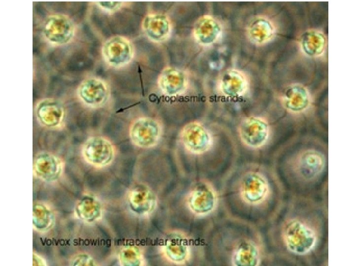 Volvox THE FIERCE ROLLER Why do they interest