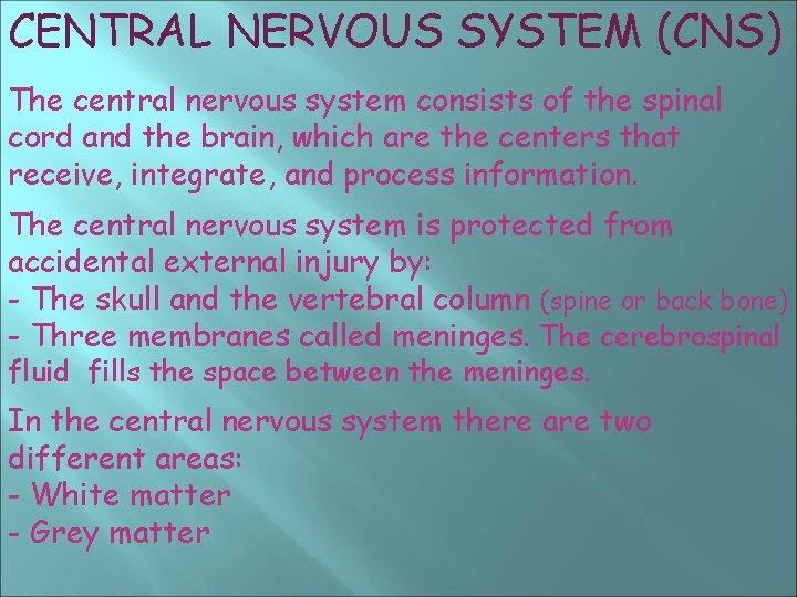 Nervous System NERVOUS SYSTEM Sensory organs receptors capture