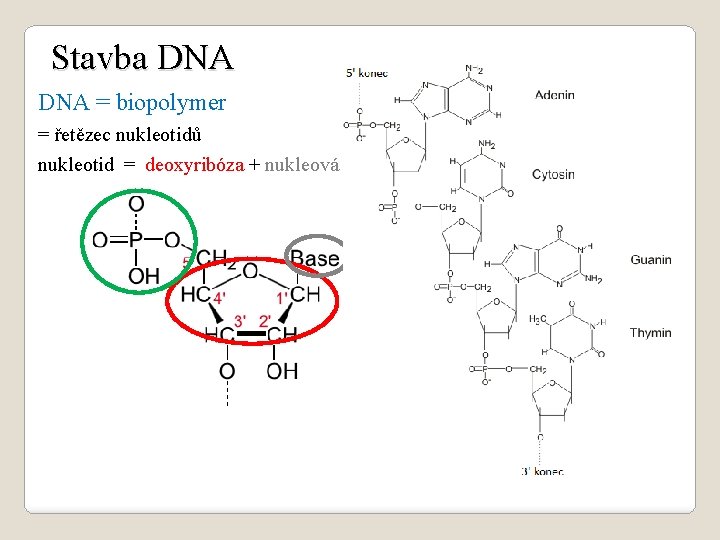 Replikace DNA PCR Autor Mgr Jitka Makov Gymnzium