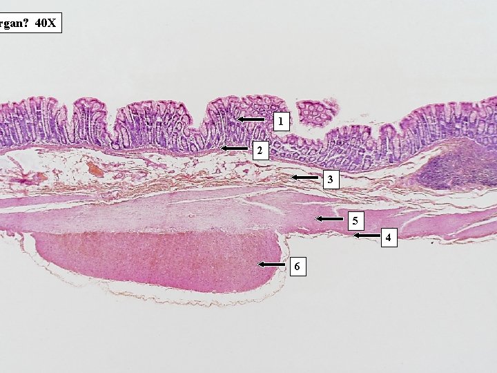 Histology Slides for the GI Track Slides are