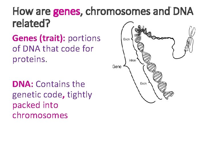 Unit 5 DNA RNA Replication Transcription Translation What