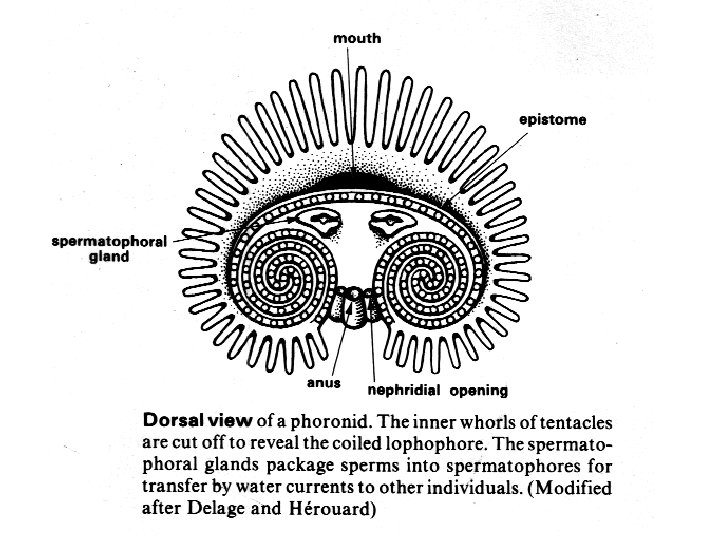 Metazoan phylogenies A The traditional phylogeny based on