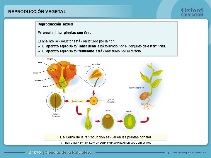 REPRODUCCIN VEGETAL En las plantas se dan tres