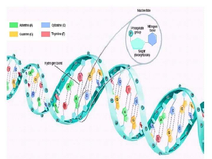 DNA Structure Replication DNA Facts n A single