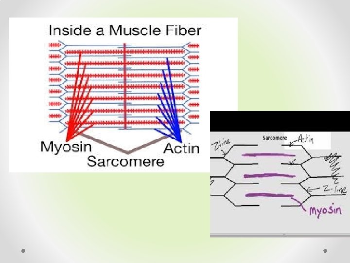 Lecture 7 Proteins with animal origin proteins of
