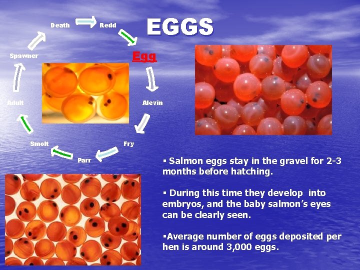 Salmon Life Cycle Oregon Department of Fish and
