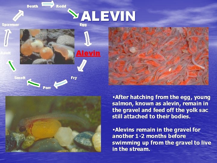 Salmon Life Cycle Oregon Department of Fish and