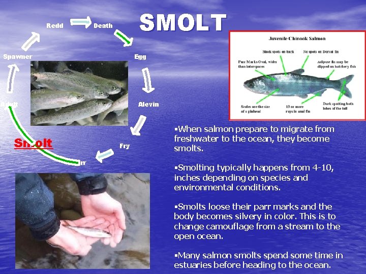 Salmon Life Cycle Oregon Department of Fish and