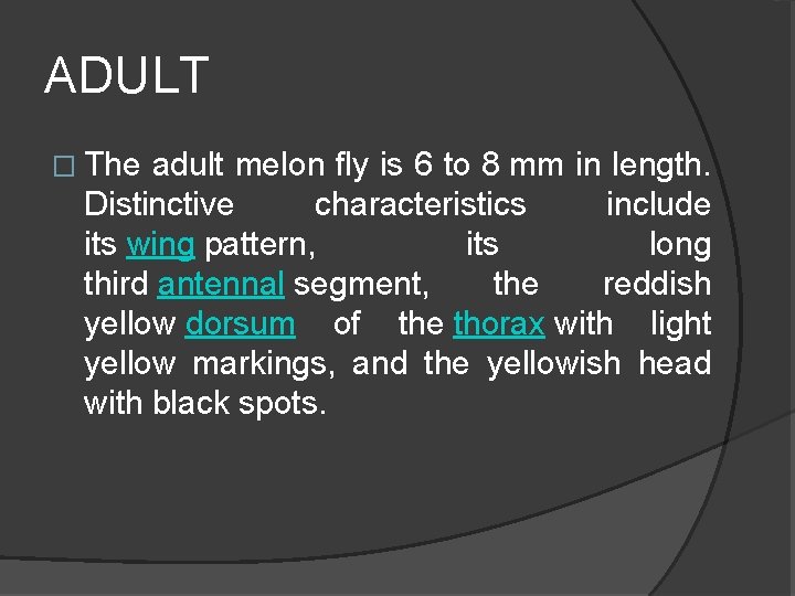 DACUS CUCURBITAE PUMPKIN FRUIT FLY CLASSIFICATION Kingdom Animalia