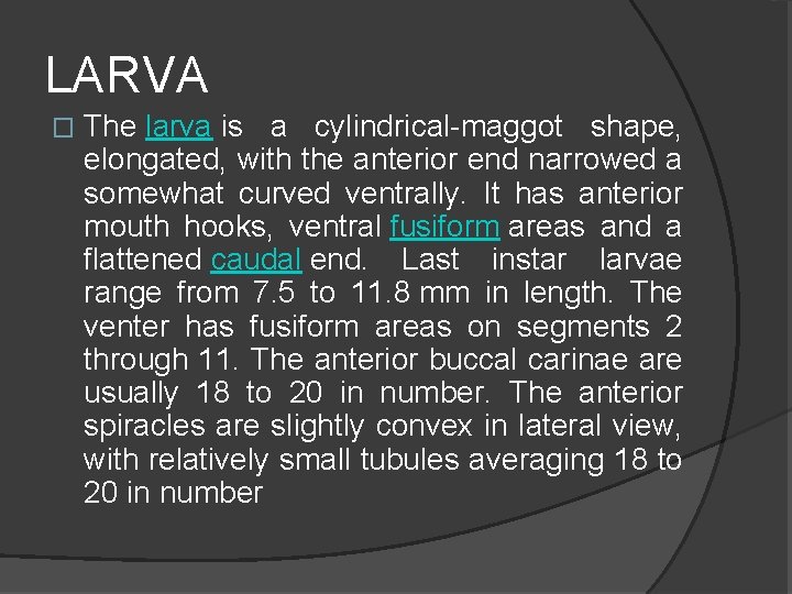 DACUS CUCURBITAE PUMPKIN FRUIT FLY CLASSIFICATION Kingdom Animalia
