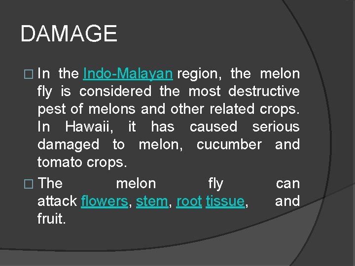 DACUS CUCURBITAE PUMPKIN FRUIT FLY CLASSIFICATION Kingdom Animalia