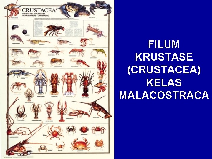 FILUM KRUSTASE CRUSTACEA KELAS MALACOSTRACA 1 2 3