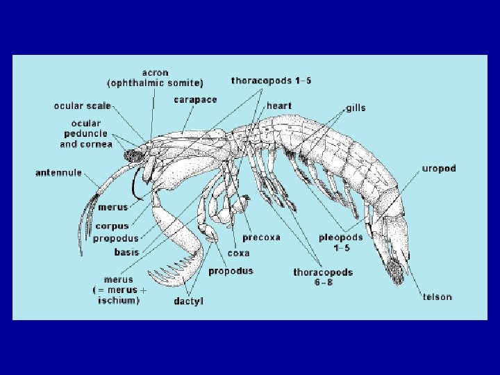 FILUM KRUSTASE CRUSTACEA KELAS MALACOSTRACA 1 2 3