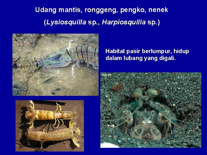 FILUM KRUSTASE CRUSTACEA KELAS MALACOSTRACA 1 2 3