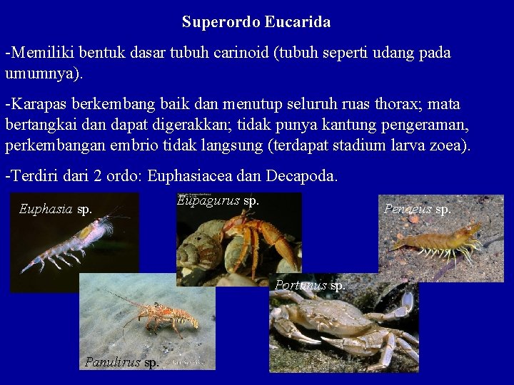 FILUM KRUSTASE CRUSTACEA KELAS MALACOSTRACA 1 2 3
