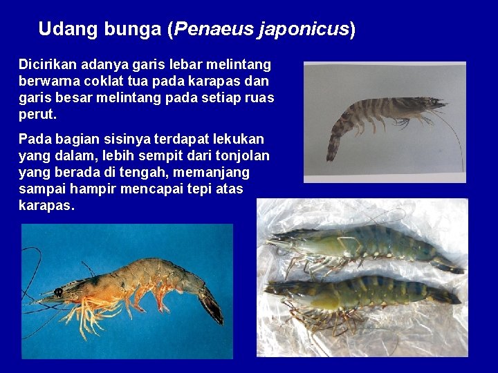 FILUM KRUSTASE CRUSTACEA KELAS MALACOSTRACA 1 2 3