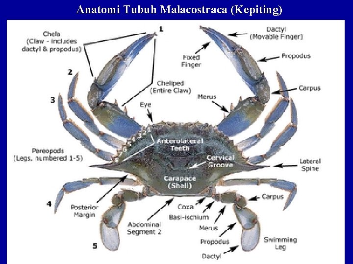 FILUM KRUSTASE CRUSTACEA KELAS MALACOSTRACA 1 2 3