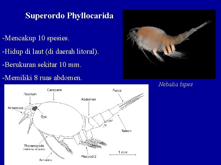FILUM KRUSTASE CRUSTACEA KELAS MALACOSTRACA 1 2 3