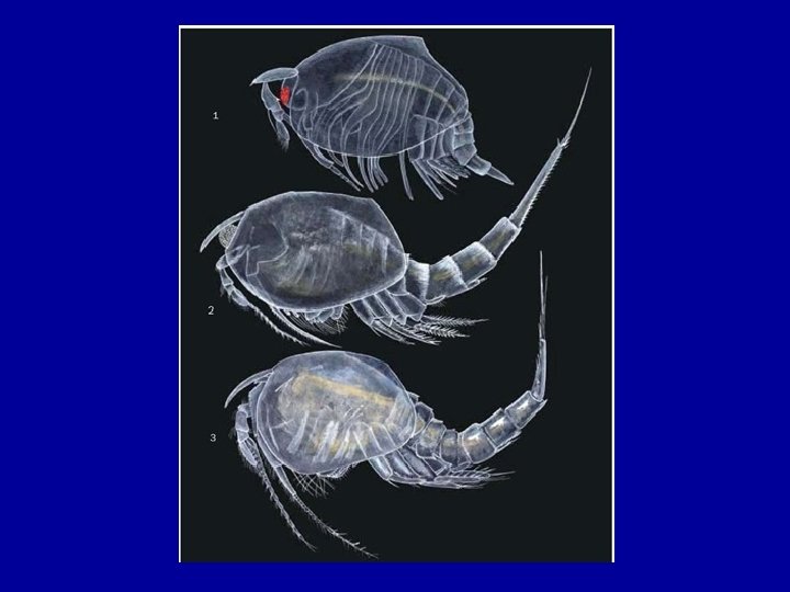 FILUM KRUSTASE CRUSTACEA KELAS MALACOSTRACA 1 2 3
