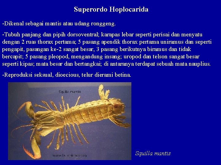 FILUM KRUSTASE CRUSTACEA KELAS MALACOSTRACA 1 2 3