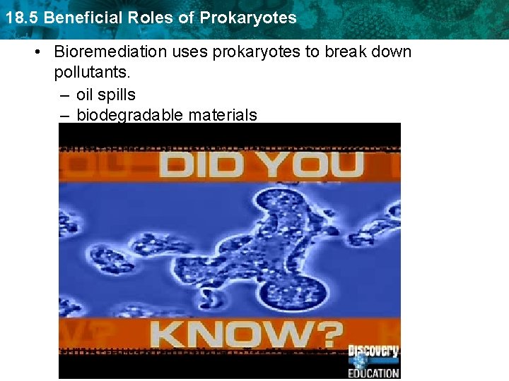 18 5 Beneficial Roles of Prokaryotes KEY CONCEPT