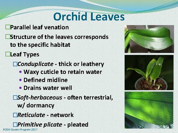 Ball State University WheelerThanhauser Orchid Collection Species Bank