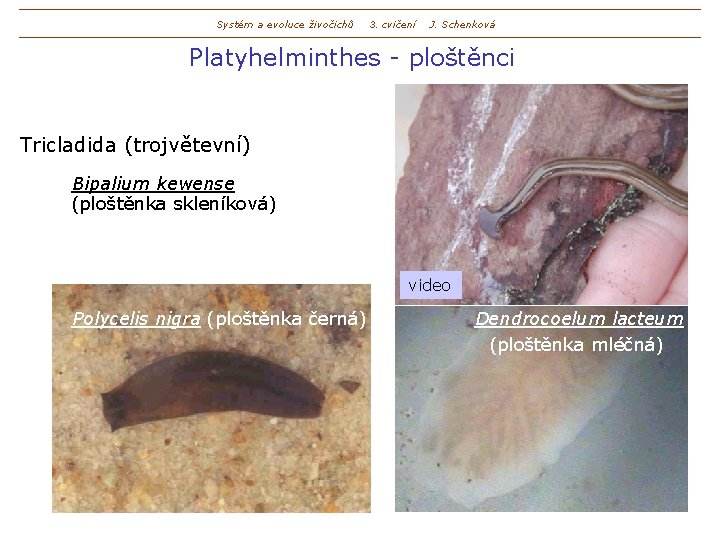 Systm a evoluce ivoich 3 cvien J Schenkov