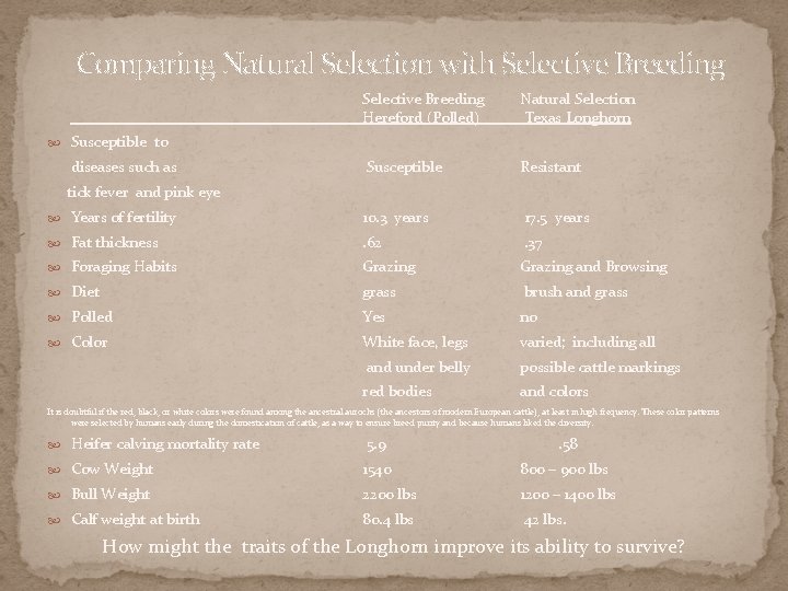Bos Taurus Natural Selection vs Selective Breeding Comparing