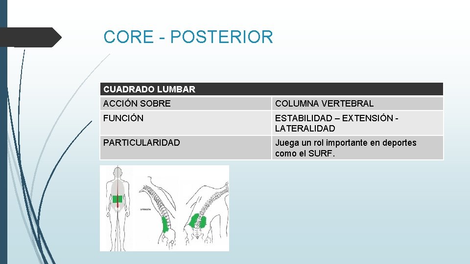 EDUCACIN FSICA Y SALUD CARACTERSTICAS DE LOS MSCULOS