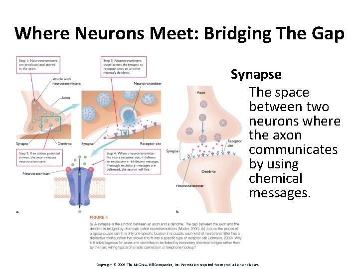 Chapter 2 Neuroscience and Behaviour Copyright 2009 The