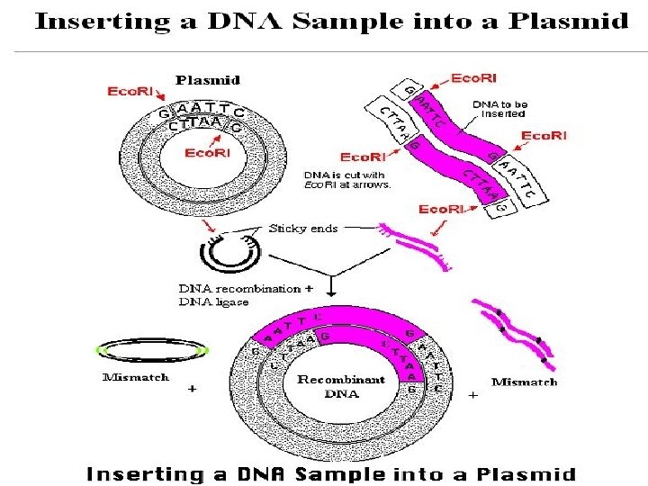 GENETIKO INENJERSTVO KLONIRANJE GENAGENETIKO MANIPULIRANJEISTRAIVANJE ...