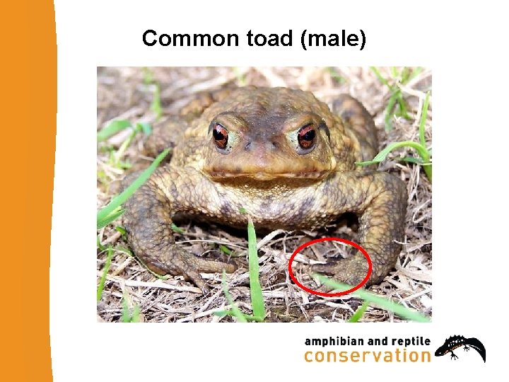Identification of Frogs Toads Anurans in the UK