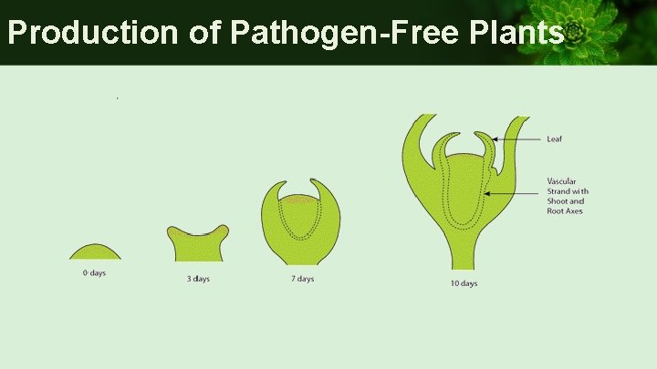 Applications of Plant Tissue Culture Group Members Safina
