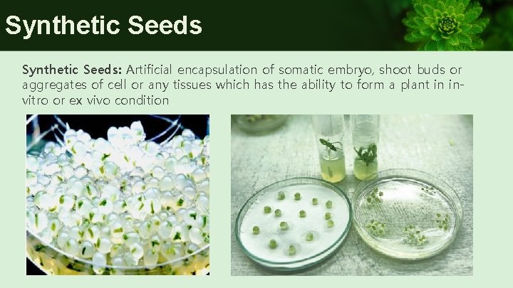 Applications of Plant Tissue Culture Group Members Safina