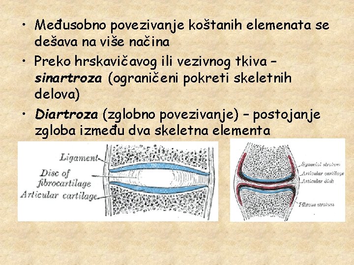 Skeletni sistem Mezodermalnog porekla lei duboko ispod koe