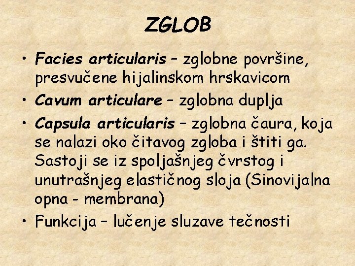 Skeletni sistem Mezodermalnog porekla lei duboko ispod koe