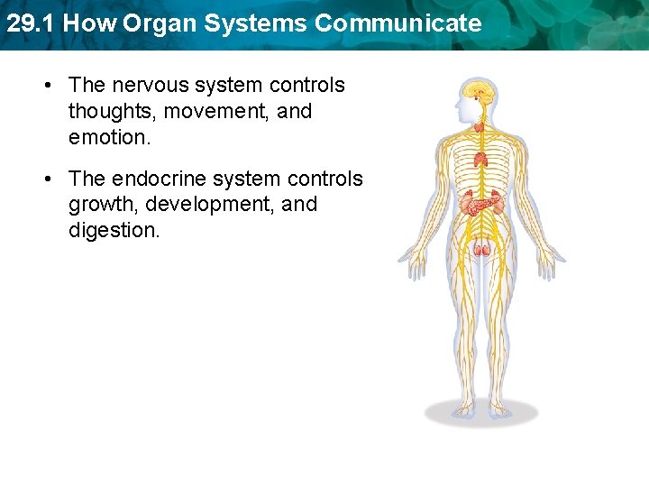 29 1 How Organ Systems Communicate KEY CONCEPT
