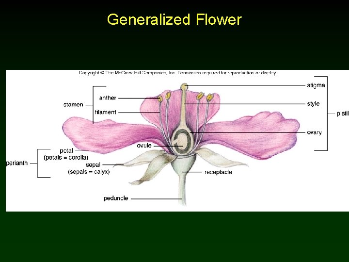 Flowers Fruits and Seeds Outline Dicots versus Monocots