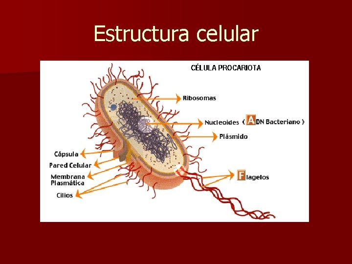 Clasificacin de los Microorganismos M PAZ UMG2011 Siglo