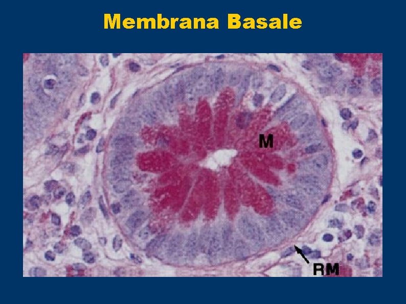 TESSUTI EPITELIALI CENNO AI FOGLIETTI EMBRIONALI EPITELI GENERALITA