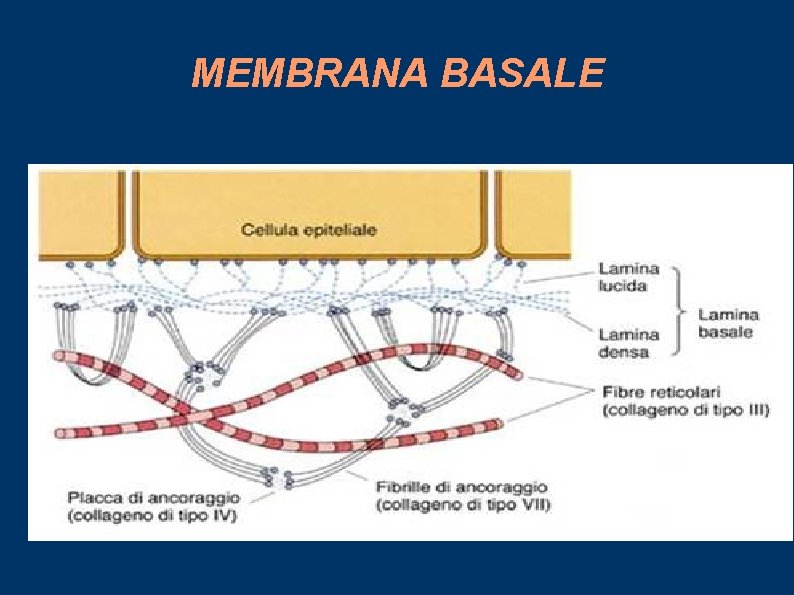 TESSUTI EPITELIALI CENNO AI FOGLIETTI EMBRIONALI EPITELI GENERALITA