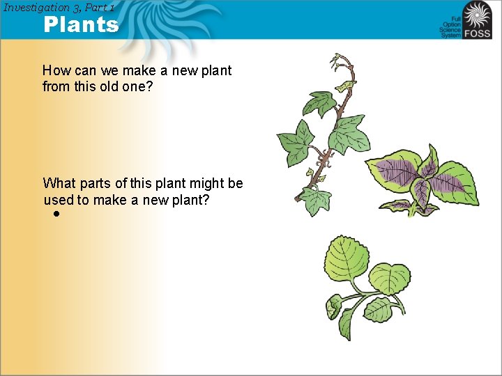 NEW PLANTS Investigation 2 Stems Part 1 Rooting
