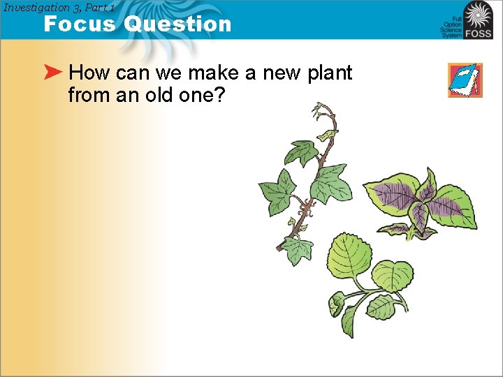 NEW PLANTS Investigation 2 Stems Part 1 Rooting