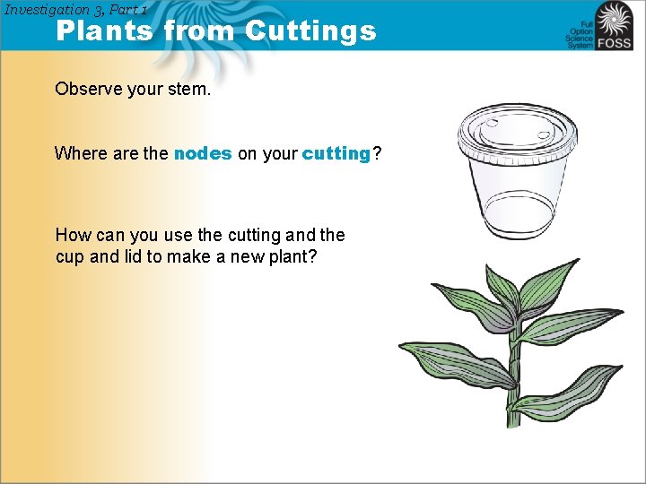NEW PLANTS Investigation 2 Stems Part 1 Rooting