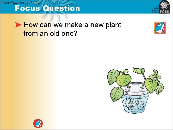 NEW PLANTS Investigation 2 Stems Part 1 Rooting
