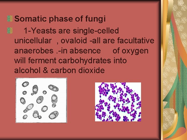 Composition of fungal cell 1 fungal cell has