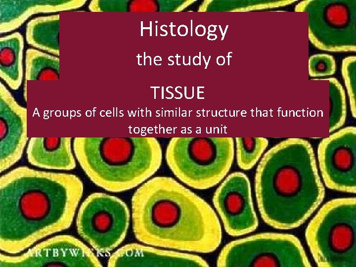 Histology the study of TISSUE A groups of